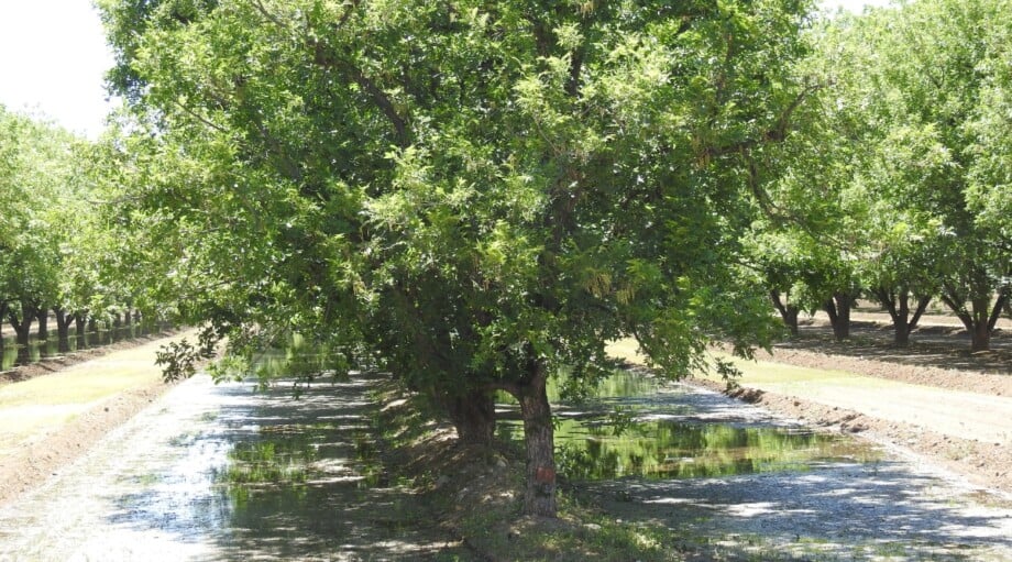 How to Plant, Grow and Care For Pecan Trees