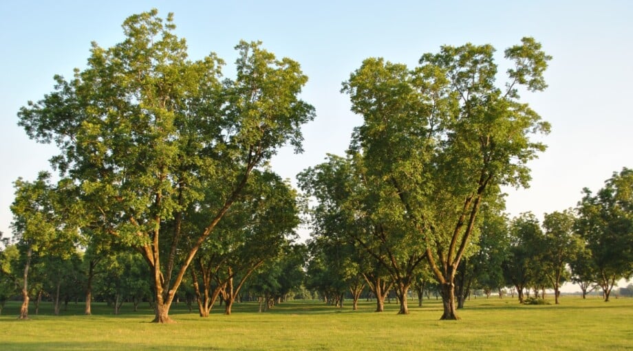 How to Plant, Grow and Care For Pecan Trees