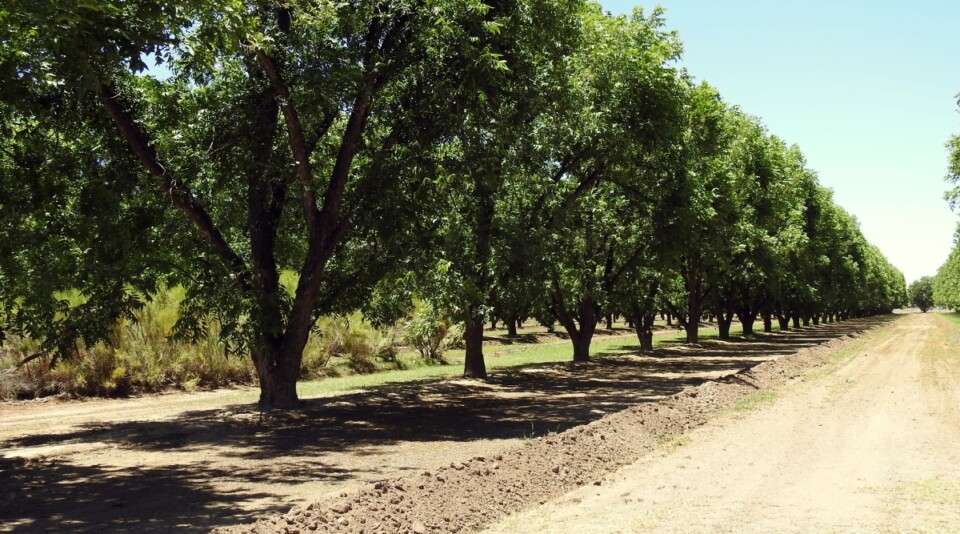 How to Plant, Grow and Care For Pecan Trees