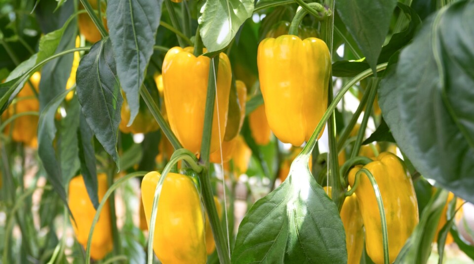 27 Heat Resistant Vegetables for Warm Climates