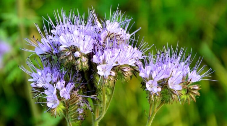 15 Cover Crops That Can Double as a Pollinator Patch