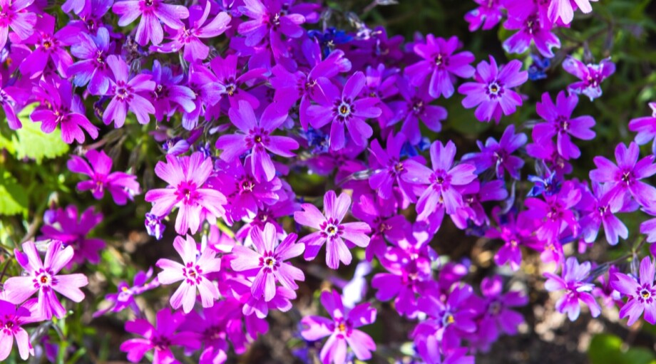 35 Flowers That Will Thrive in Sandy Soil