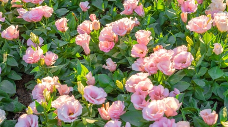 How to Plant, Grow, and Care for Lisianthus