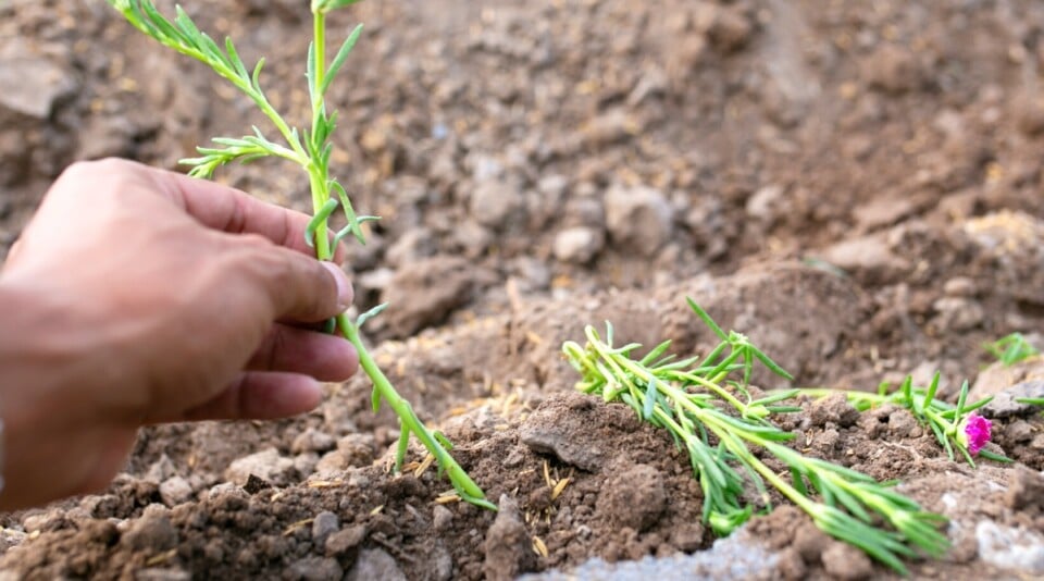 How to Plant, Grow and Care For Portulaca