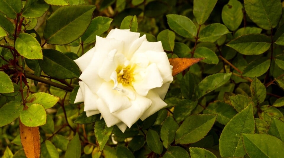 17 Roses So Tough That They Are Almost Impossible to Kill