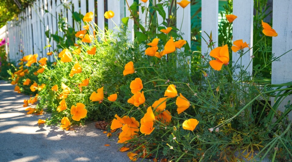 How to Plant, Grow and Care For California Poppies