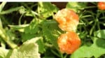 How to Plant, Grow and Care For Portulaca