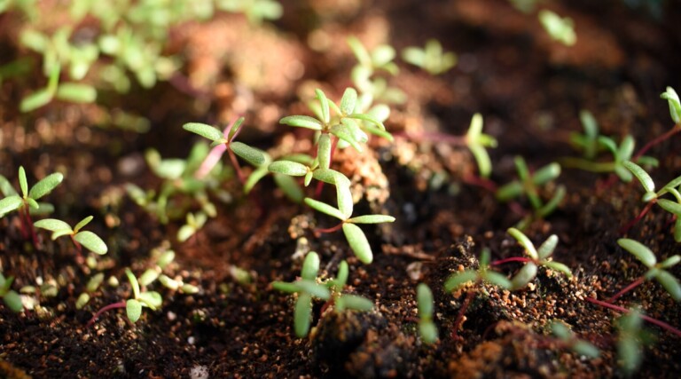 How to Plant, Grow and Care For Portulaca