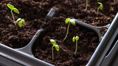 How to Plant, Grow and Care For Carnation Flowers