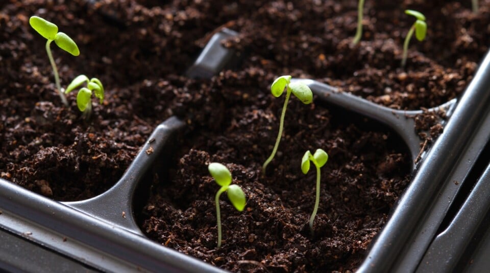 How to Plant, Grow and Care For Carnation Flowers