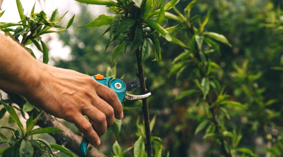 Peach Tree Growth Stages: How Fast Do Peach Trees Grow?