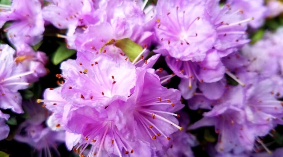 15 Tips For Growing Beautiful Rhododendrons in Containers