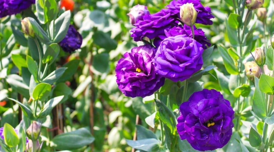 How to Plant, Grow, and Care for Lisianthus