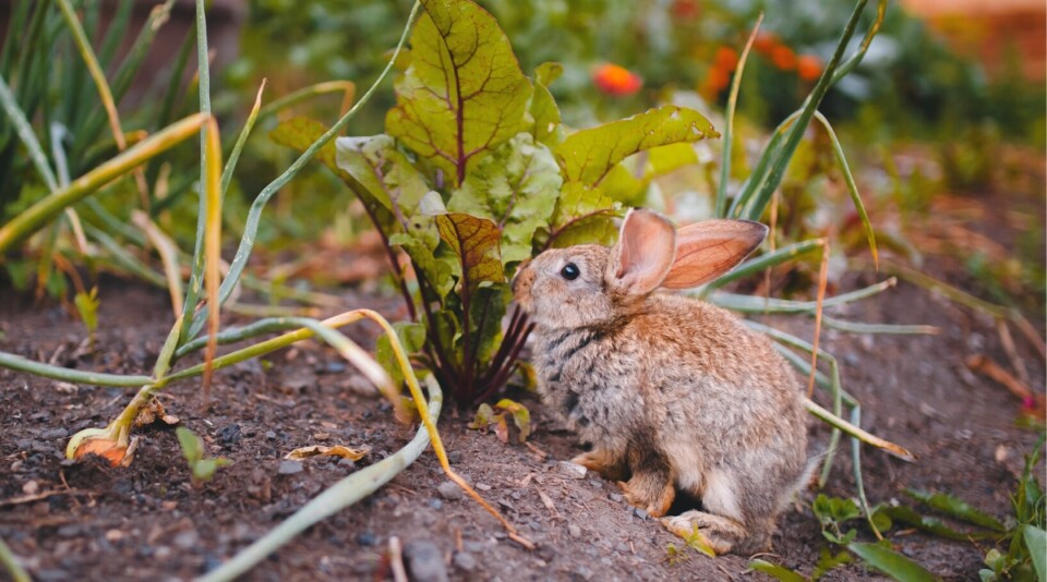 15 Garden Pests To Watch Out For This Season