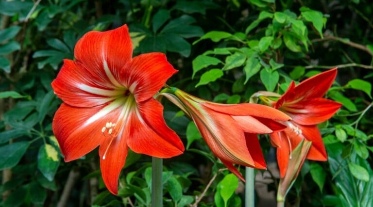 35 Flowers For a Lush, Tropical Garden