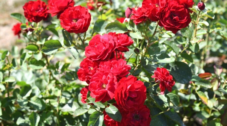 13 Factors To Consider When Buying Roses From a Nursery