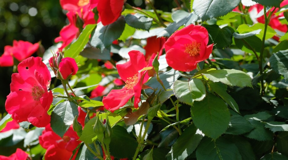 17 Fast Growing Roses to Plant This Season