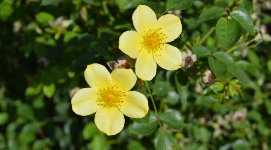 14 Brightly Colored Roses to Grow This Season