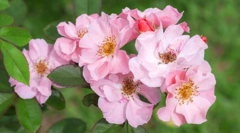17 Fast Growing Roses to Plant This Season