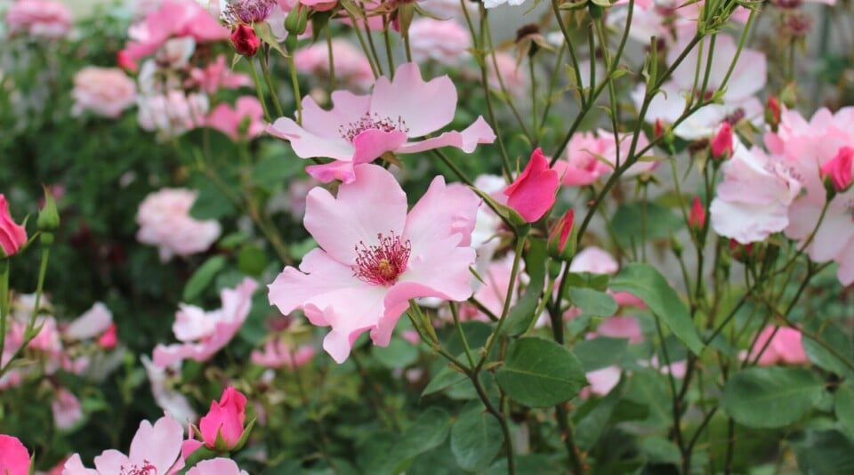 21 Pollinator Friendly Roses to Grow This Season