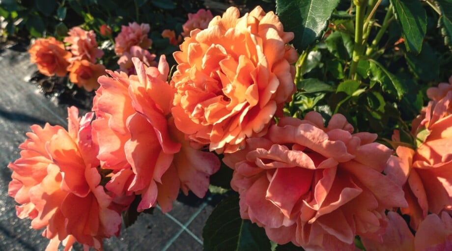 17 Fast Growing Roses to Plant This Season