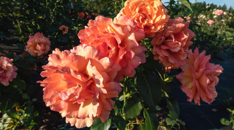14 Brightly Colored Roses to Grow This Season