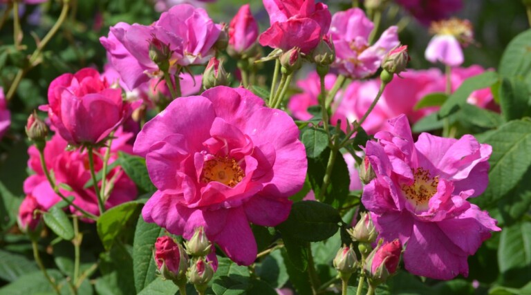 14 Brightly Colored Roses to Grow This Season
