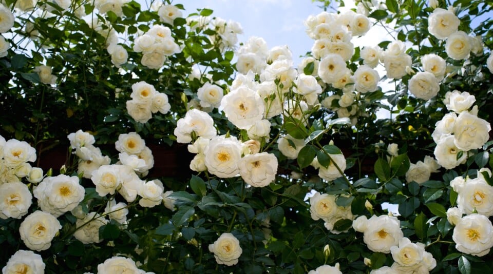 17 Roses So Tough That They Are Almost Impossible to Kill
