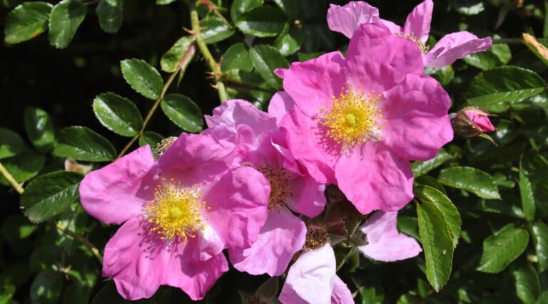 17 Fast Growing Roses to Plant This Season