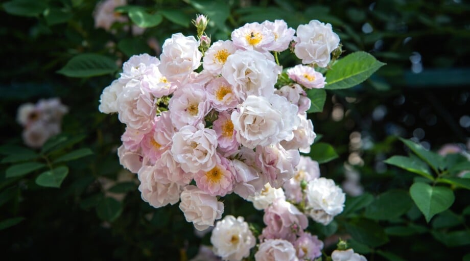 21 Pollinator Friendly Roses to Grow This Season