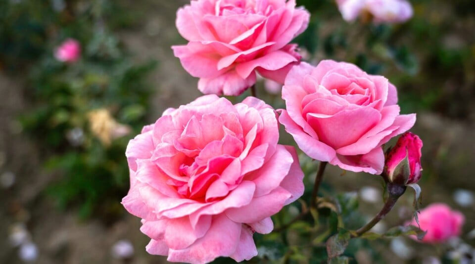 17 Fast Growing Roses to Plant This Season