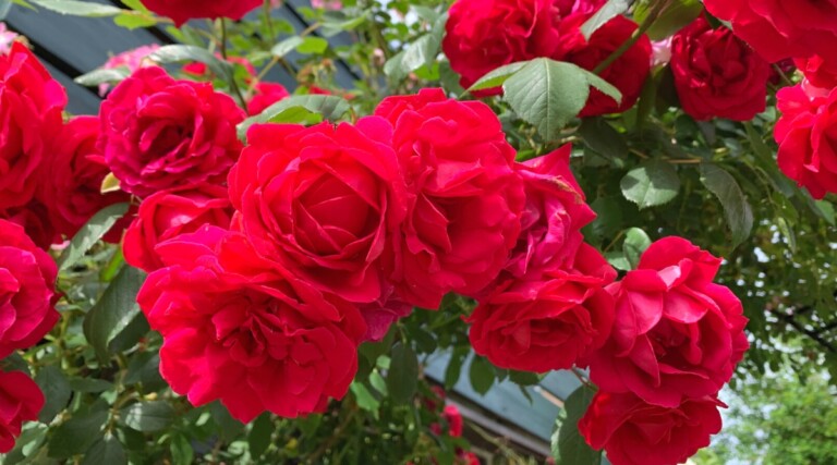 17 Fast Growing Roses to Plant This Season