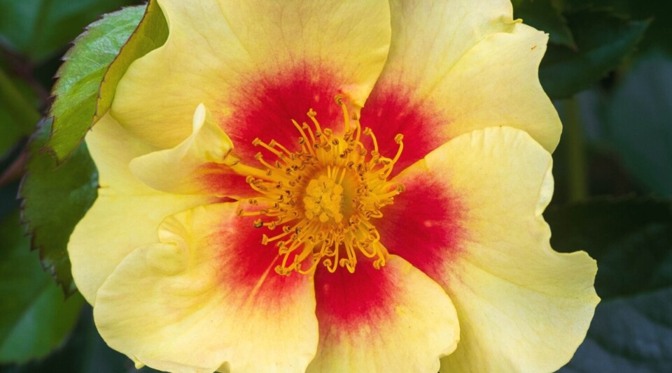 14 Brightly Colored Roses to Grow This Season