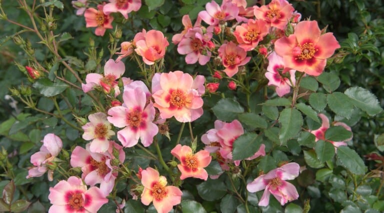 21 Pollinator Friendly Roses to Grow This Season