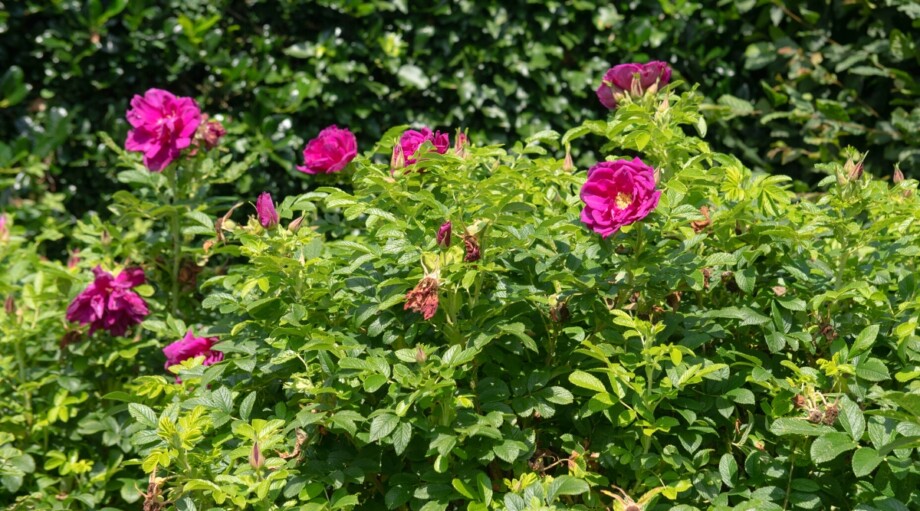 17 Fast Growing Roses to Plant This Season