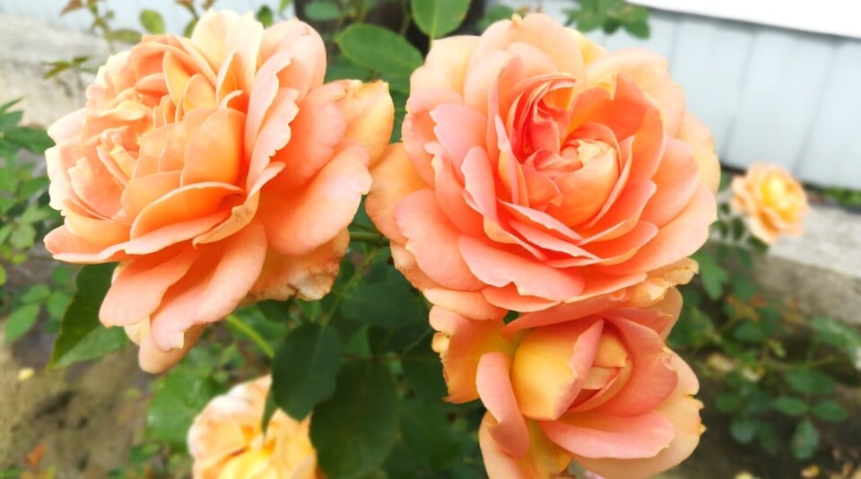 14 Brightly Colored Roses to Grow This Season