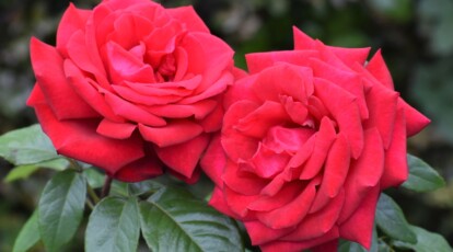 17 Roses So Tough That They Are Almost Impossible to Kill
