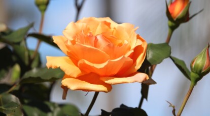 14 Brightly Colored Roses to Grow This Season