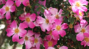 15 Wild Roses For a Woodland Garden