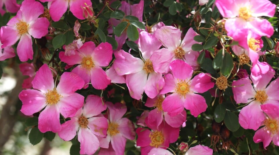 15 Wild Roses For a Woodland Garden