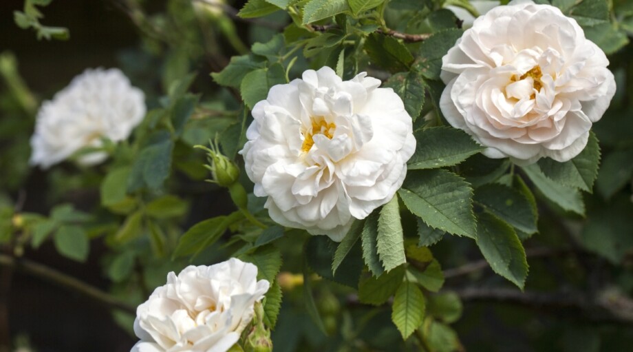 17 Roses So Tough That They Are Almost Impossible to Kill