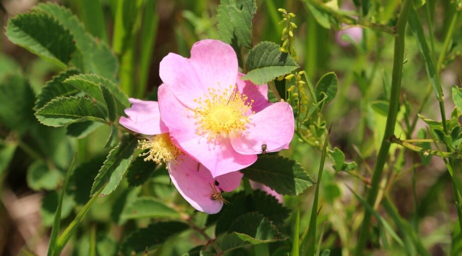 15 Wild Roses For a Woodland Garden