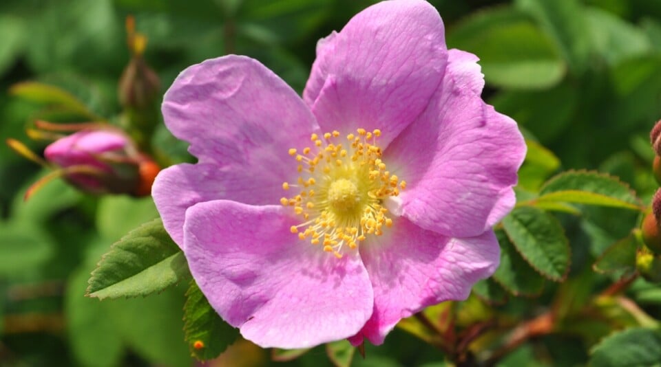 15 Wild Roses For a Woodland Garden