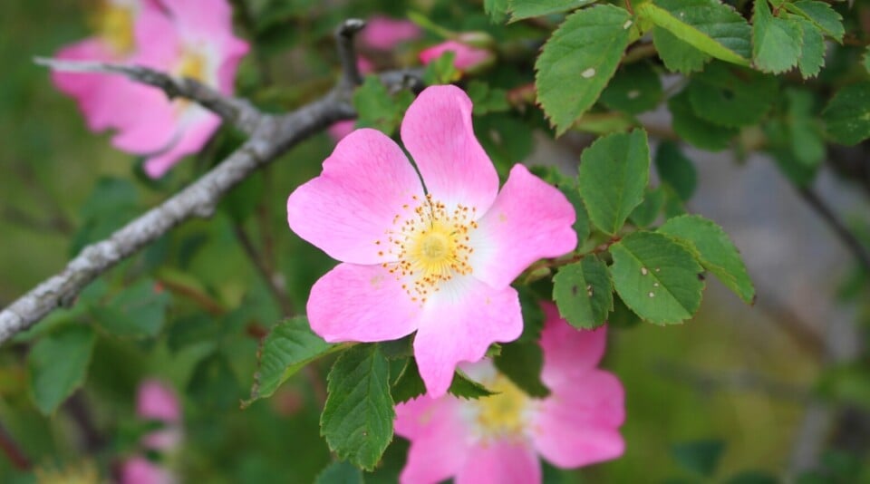 15 Wild Roses For a Woodland Garden