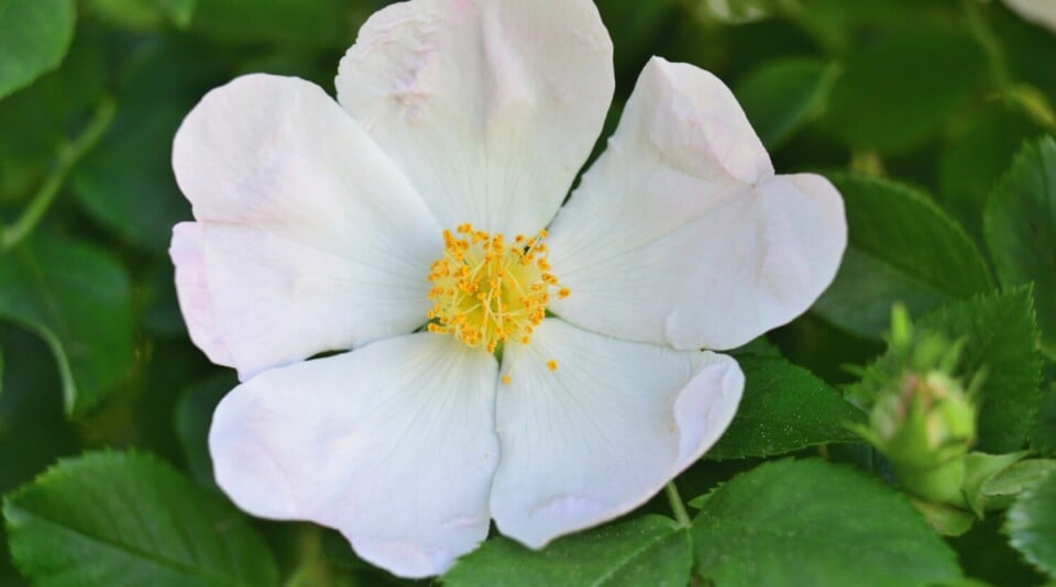 15 Wild Roses For a Woodland Garden