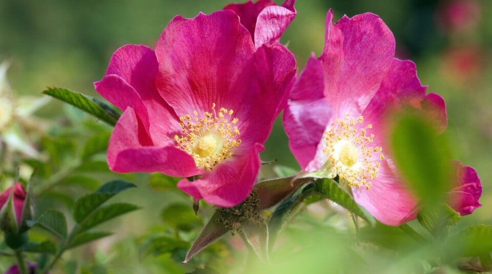 15 Wild Roses For a Woodland Garden