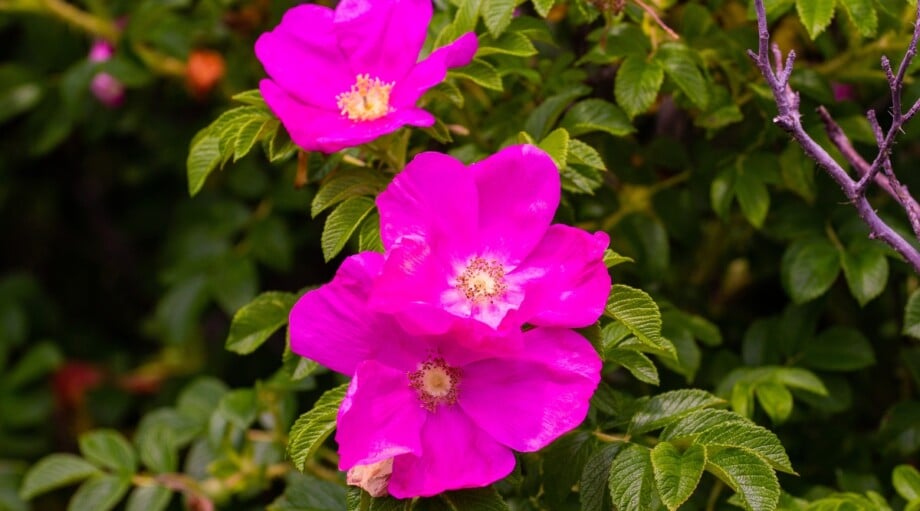 15 Wild Roses For a Woodland Garden