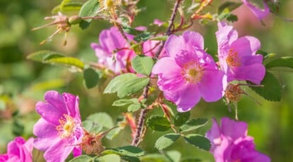 15 Wild Roses For a Woodland Garden