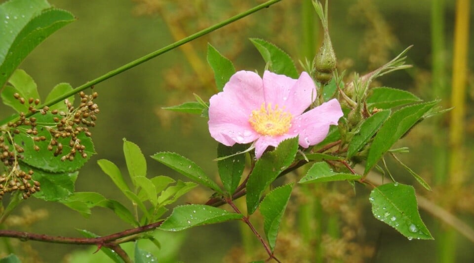15 Wild Roses For a Woodland Garden