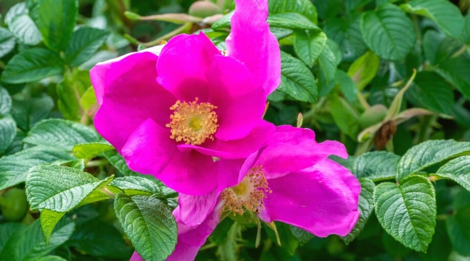 35 Flowers That Will Thrive in Sandy Soil